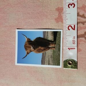Office | M Highland Cow Sticker Western Farmhouse Decor Highland Cattle ...